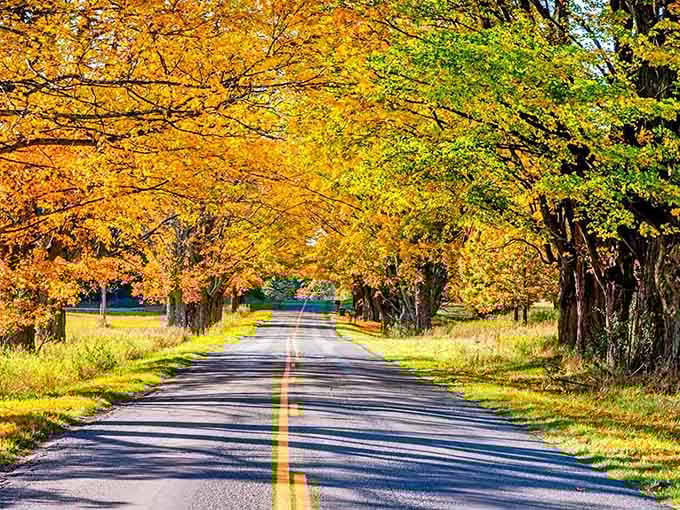 Golden arches have nothing on this natural tunnel where trees create the most spectacular drive-through experience imaginable.