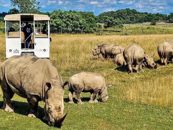 Rhinos casually munching grass like they own the place, because honestly, they kind of do here.