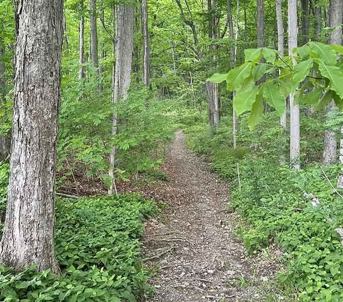 A gentle forest path carpeted in leaves invites you forward like nature's own welcome mat.