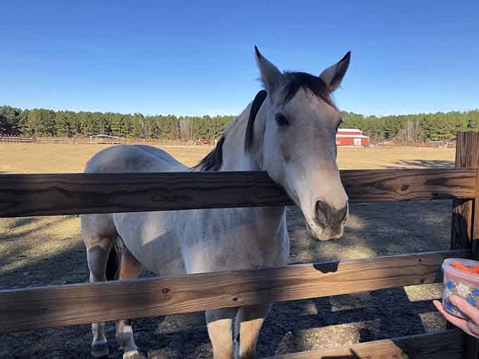 This gorgeous beauty poses like a seasoned model, proving horses have better angles than most people.