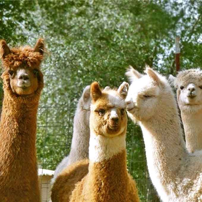This welcoming committee has better hair than most Hollywood celebrities and they absolutely know it.
