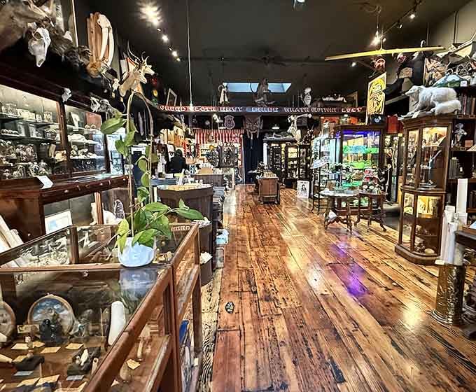 The wooden floors lead you deeper into organized chaos, where natural history meets Victorian sensibility in perfect harmony.