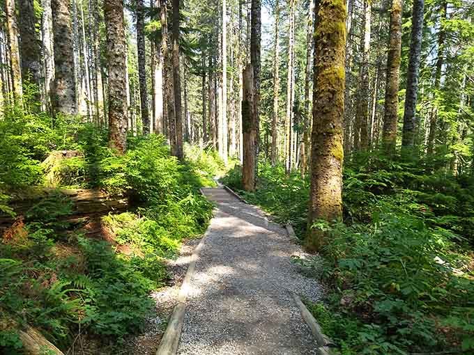 The forest trail welcomes you like an old friend, promising adventure without requiring a sherpa or oxygen tank.