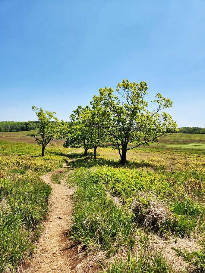 Three trees standing like nature's own welcome committee, inviting you down a path that promises absolutely zero emails.