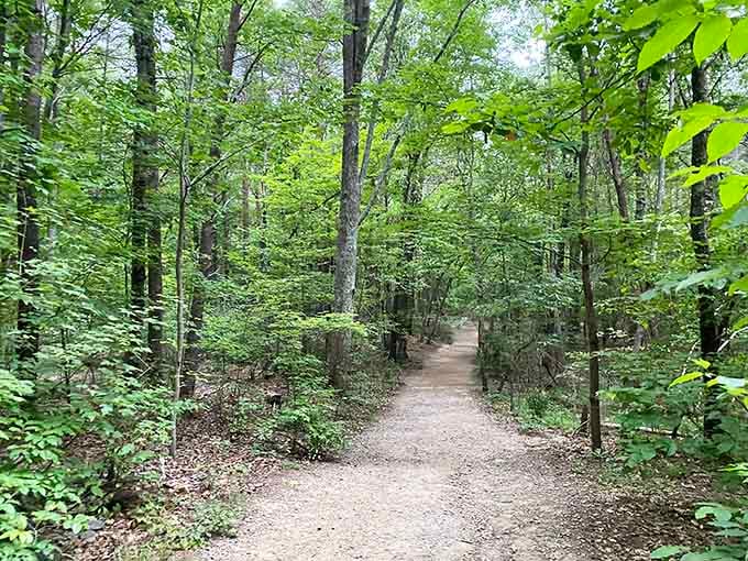 Shaded forest trails offer nature's air conditioning, perfect for those who prefer their hiking without the whole sweating thing.