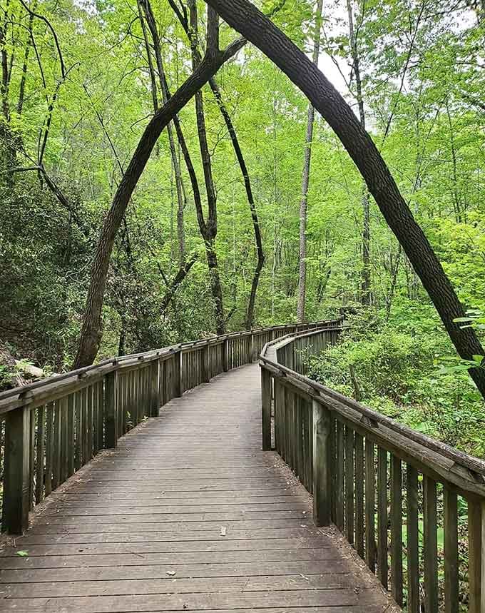 This boardwalk through the forest feels like nature's red carpet, minus the paparazzi and uncomfortable shoes.
