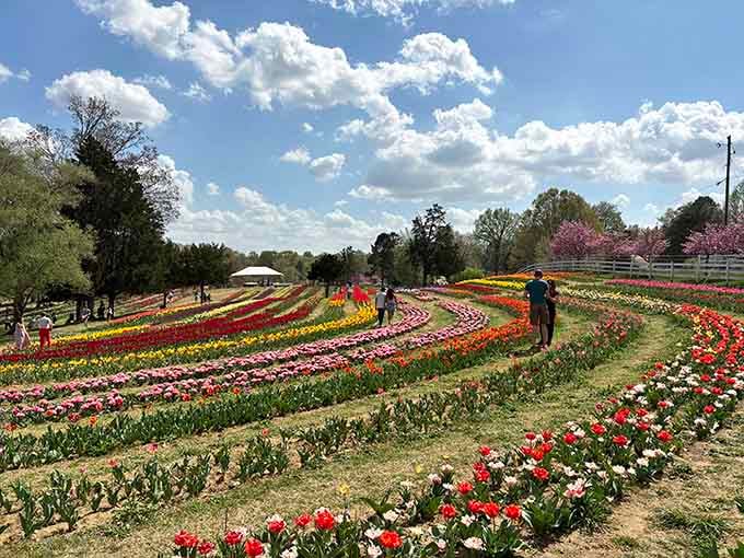 The sweeping curves of flower fields draw visitors into a landscape that feels impossibly vibrant.
