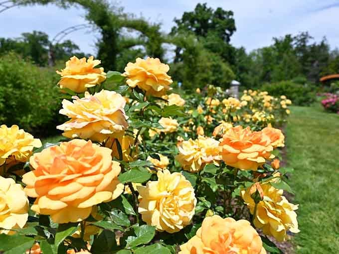 Golden roses catching the morning light, proving that sunshine comes in petal form when you know where to look.