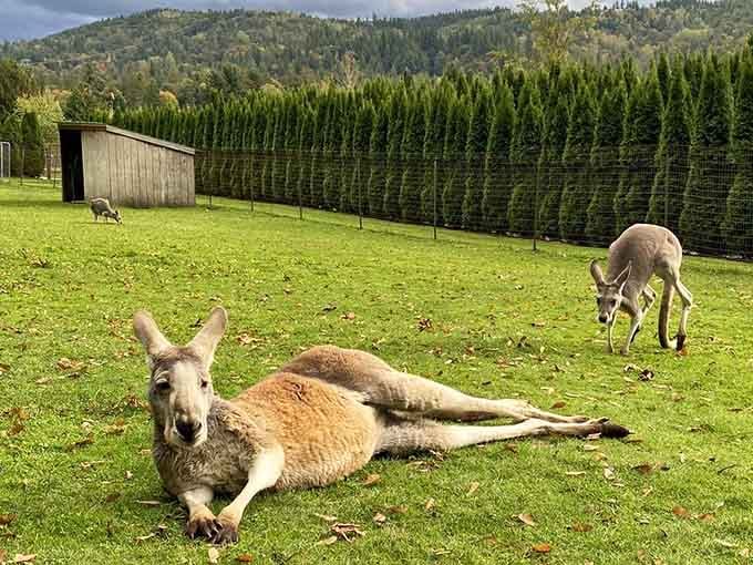 When your backyard view includes wallabies and mountain vistas, you're officially living in a Pacific Northwest fever dream.