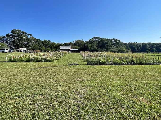 Open fields and garden beds await their seasonal transformation into a photographer's paradise and flower lover's dream.