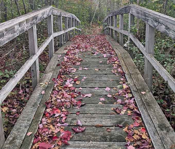 Nature's confetti carpets this wooden bridge, making even a simple walk feel like a celebration.