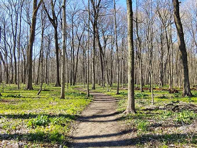 This sun-dappled forest path invites you into nature's own cathedral where the only sound is birdsong and rustling leaves.