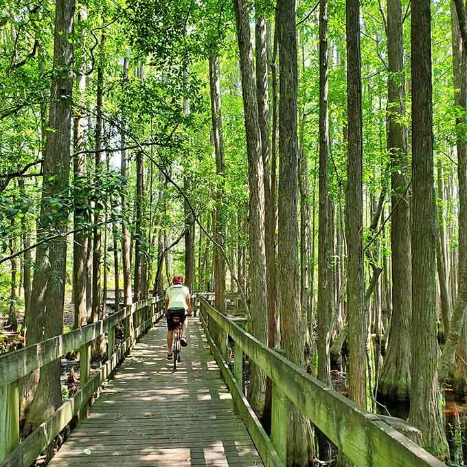 The boardwalk weaves through the swamp like nature's own red carpet, minus the paparazzi.