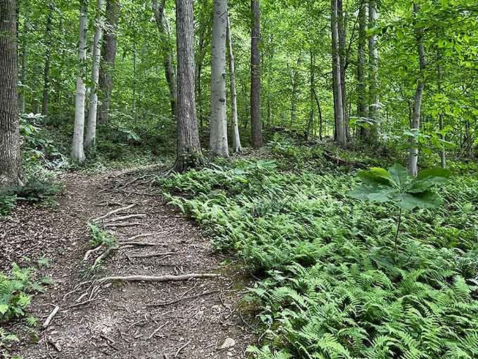 These fern-lined trails look like they were designed by someone who really understood the assignment about creating forest magic.