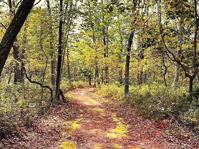 These autumn trails look like nature's own red carpet, minus the paparazzi and uncomfortable shoes.