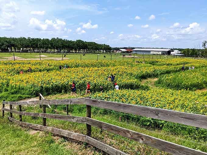 Families wandering through flower fields, proving that the best adventures don't require a beach or mouse ears.