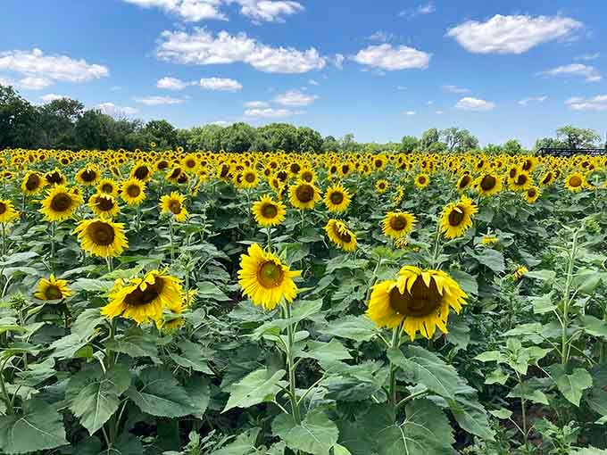 Golden sunflowers stretching to the horizon prove Illinois knows how to put on a show.