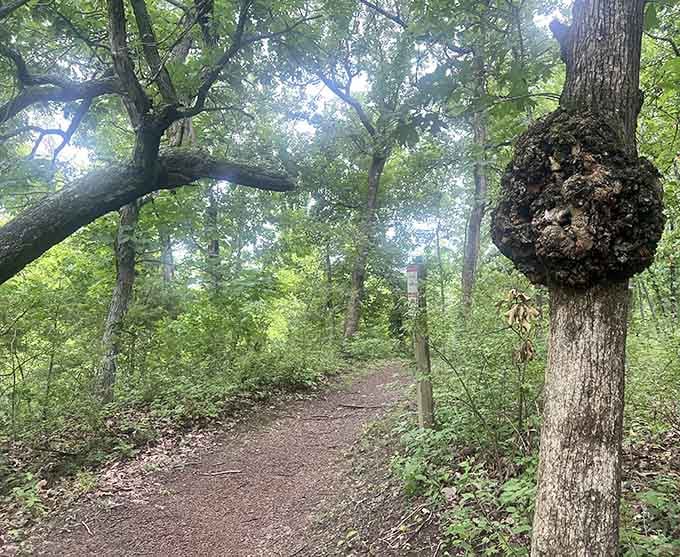 Sunlight filters through ancient oaks along trails that feel like nature's own cathedral of tranquility.