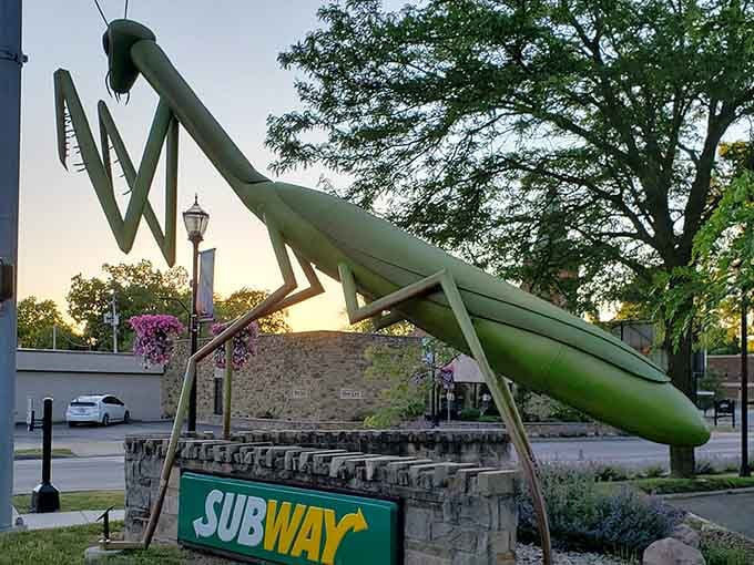 When the sunset hits just right, even a colossal insect becomes downright photogenic and Instagram-worthy.