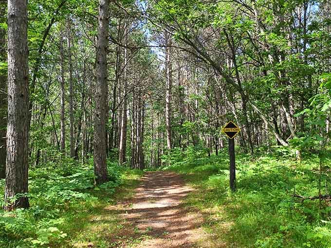 Forest trails that wind through towering trees and make you forget your phone exists for a while.