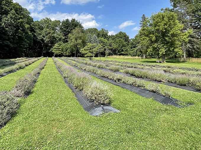 These perfectly manicured rows of lavender make even the most obsessive gardener weep with envy.