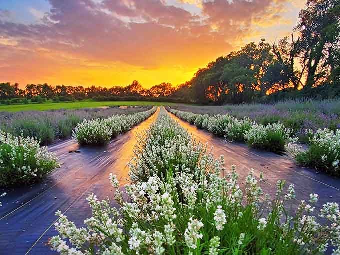When golden hour meets lavender fields, even your phone camera suddenly becomes a professional photographer's dream setup.