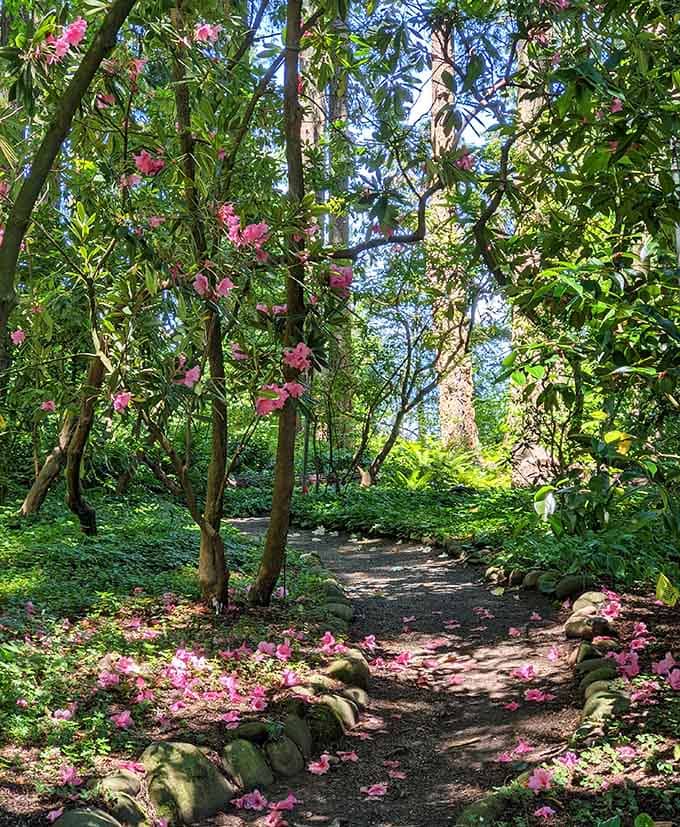 Pink petals carpet the forest floor like nature's own red carpet treatment for your woodland stroll.