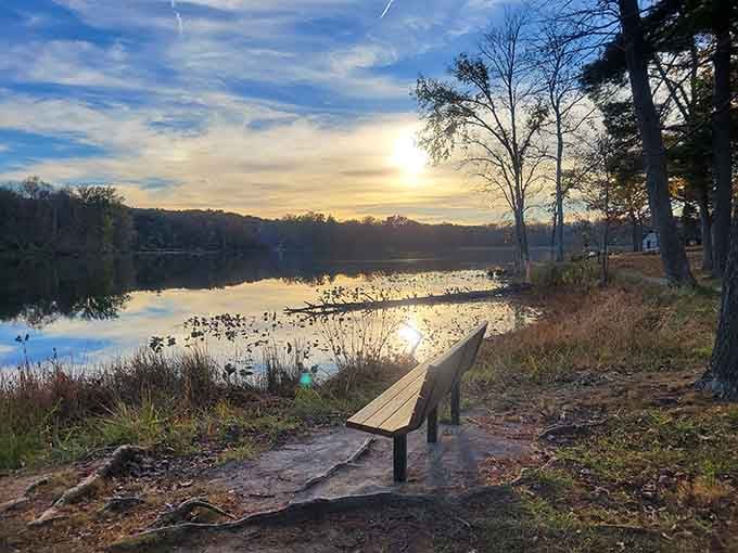 That golden hour glow hitting Lake Lincoln turns an ordinary bench into front-row seating for nature's best show.