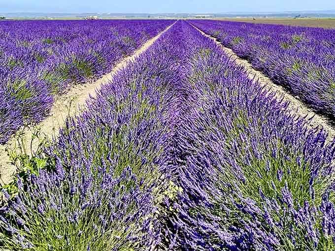 These lavender rows could make Provence jealous, proving California's got serious flower power going on.