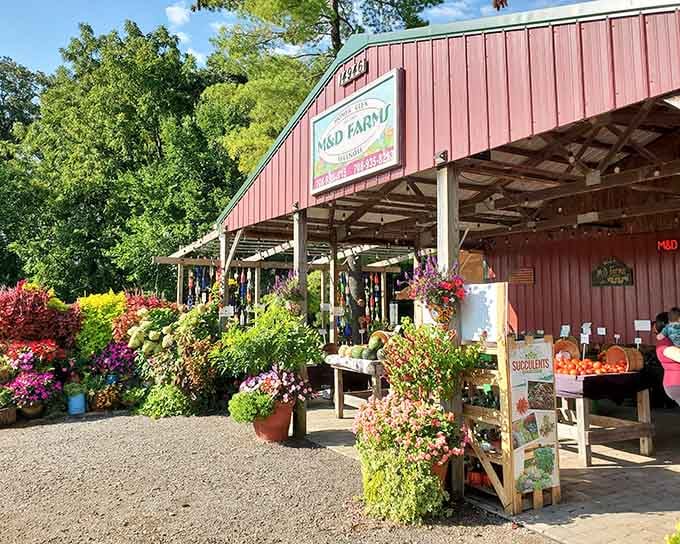 That classic red barn aesthetic meets serious horticultural expertise, creating the perfect blend of charm and quality plant selection.