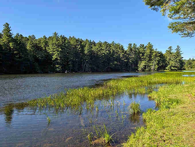 Where the water meets wild grasses, nature creates its own masterpiece without even trying to impress anyone.