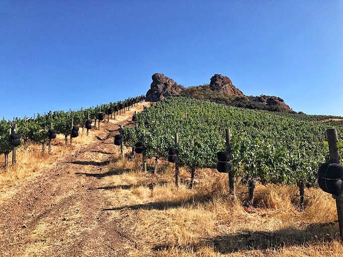 Golden hillside vines stretching toward ancient peaks remind you why California's wine country feels almost mythical.