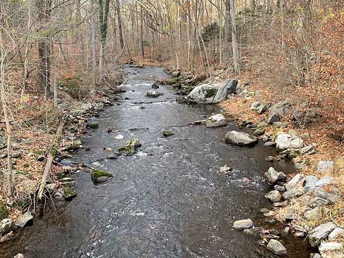 Late autumn reveals the river's bones, a quieter beauty that proves nature doesn't need leaves to be stunning.
