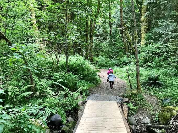 These lush forest trails wind through ferns and towering trees like nature's own peaceful highway system minus the traffic.