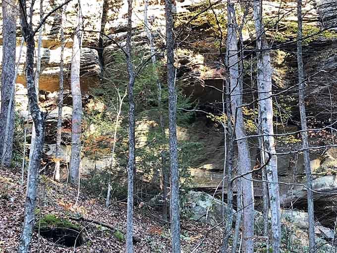 Nature's architecture at its finest, where ancient stone meets towering trees in perfect Kentucky harmony.