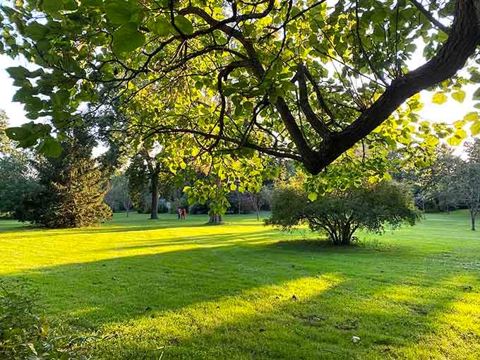 Golden hour at the garden hits different when ancient trees cast shadows across perfectly manicured lawns.