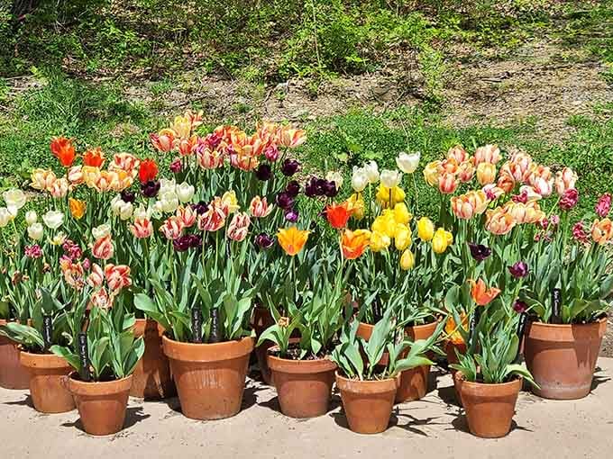 When your garden game is so strong, even the terracotta pots deserve their own spotlight and admiration.