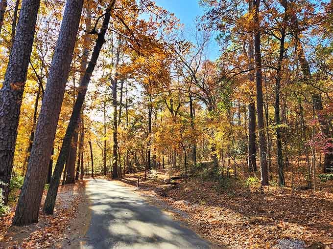 Autumn transforms these trails into a golden corridor that rivals any New England postcard you've ever seen.