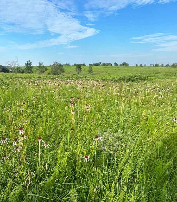 Wildflowers dot the tallgrass like nature's confetti, celebrating a landscape that refuses to be forgotten.