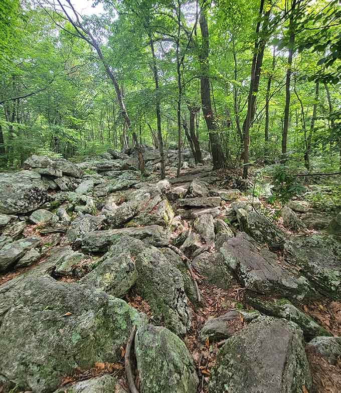 This trail doesn't believe in taking it easy on you, but those views make every stumble worthwhile.