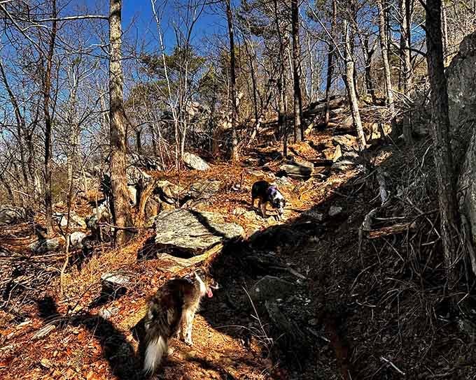 Even four-legged adventurers can't resist the call of these ancient rocks and winding forest trails.