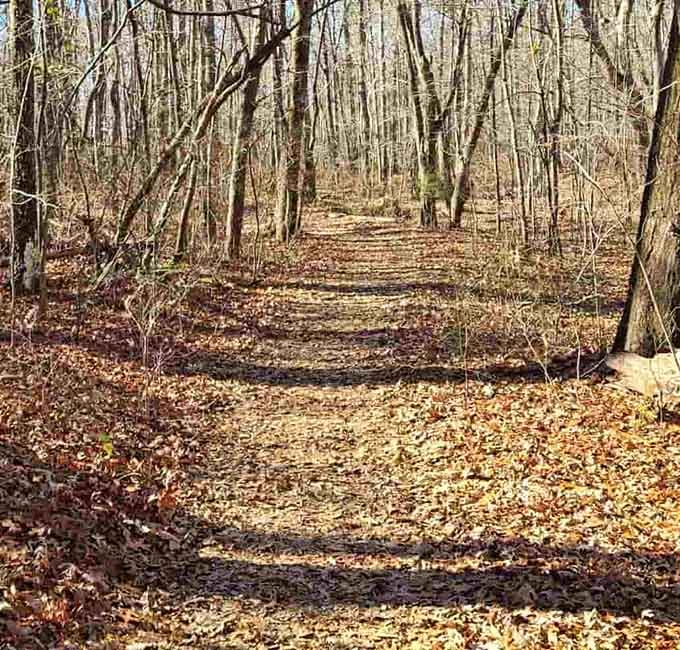 The path less traveled looks pretty inviting when it's carpeted in autumn leaves and Georgia sunshine.