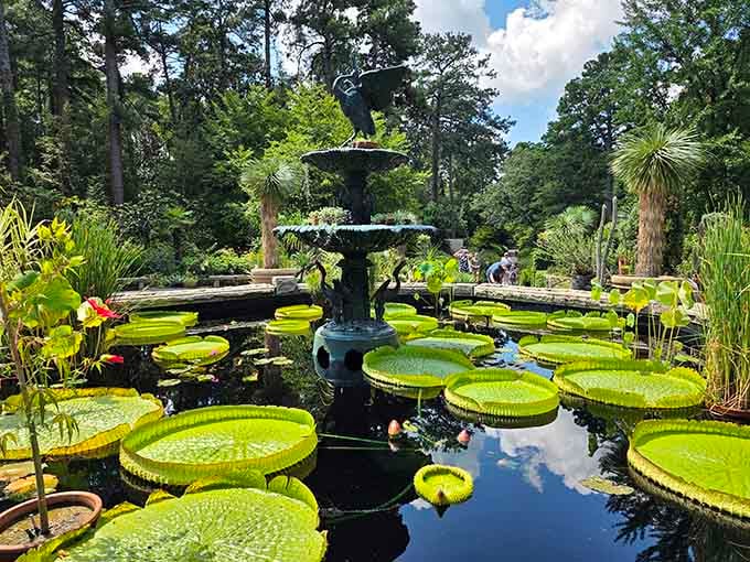 Those lily pads could double as landing pads, proving nature sometimes shows off just because it can.