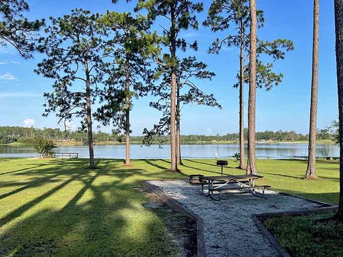 Those pine trees framing the lake view know exactly what they're doing, creating the world's most peaceful office space.