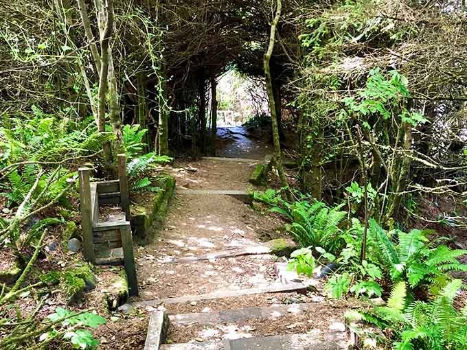 This moss-draped tunnel through Maxwell Point feels like stepping into a secret world only locals know about.