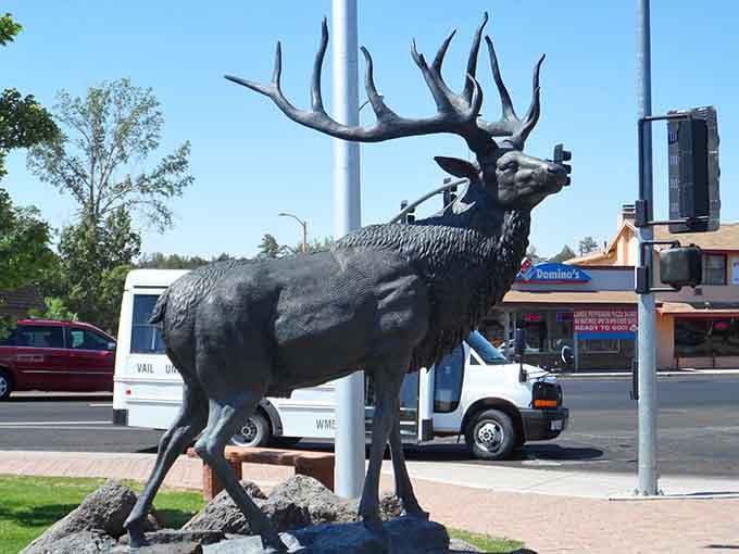 This majestic elk statue downtown reminds you that wildlife here isn't just a nature documentary, it's your neighbor.