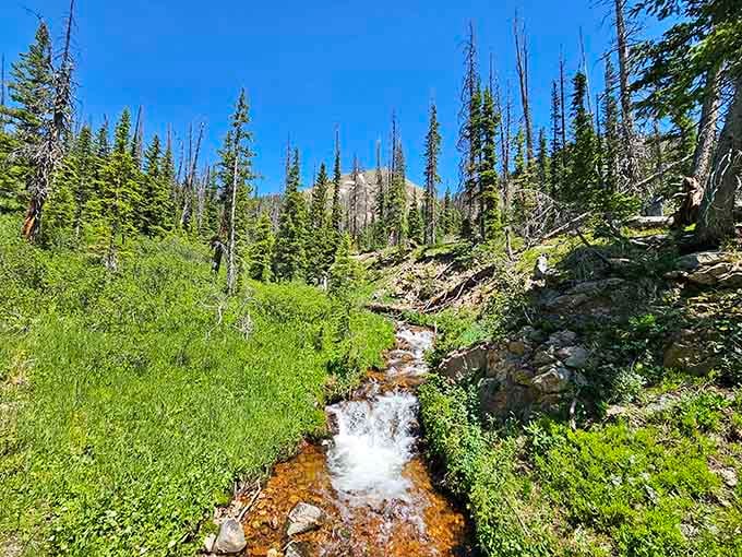 Follow this mountain stream upward and discover why some people never want to leave the high country.