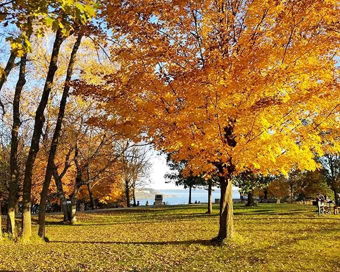 When autumn decides to show off, it paints the riverside park in golds and ambers that make your camera weep.