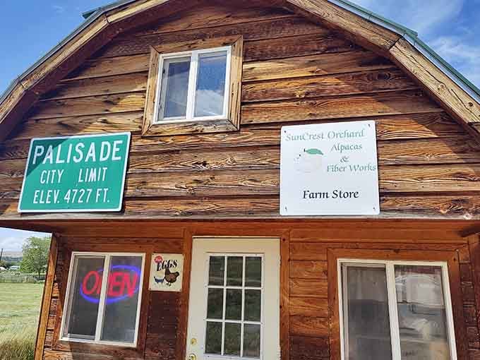 The farm store at Suncrest Orchard welcomes visitors with rustic charm and promises of impossibly soft treasures inside.