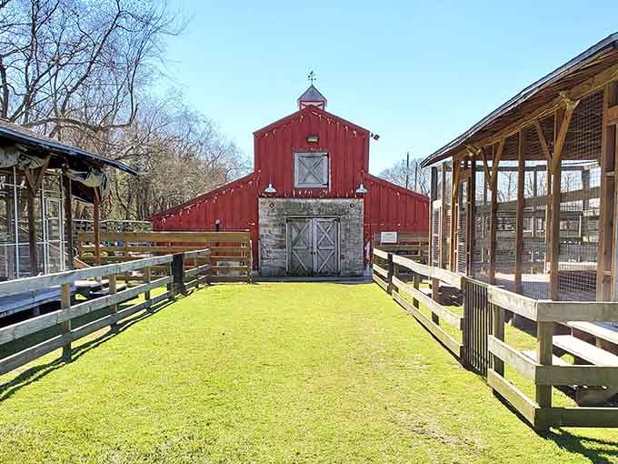 This charming red barn setup proves Texas knows how to blend rustic charm with exotic adventure perfectly.